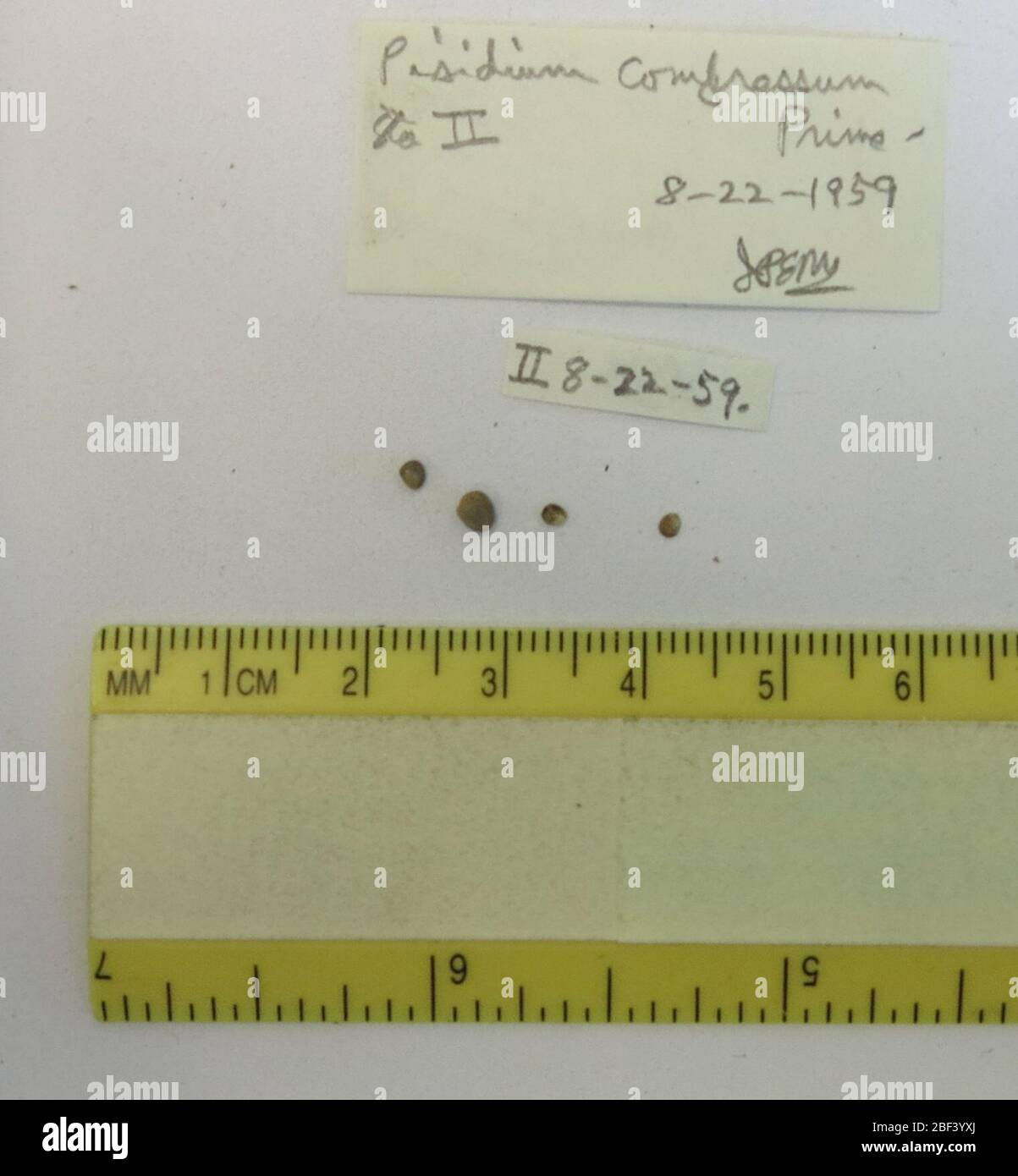 Pisidium hi-res stock photography and images - Alamy