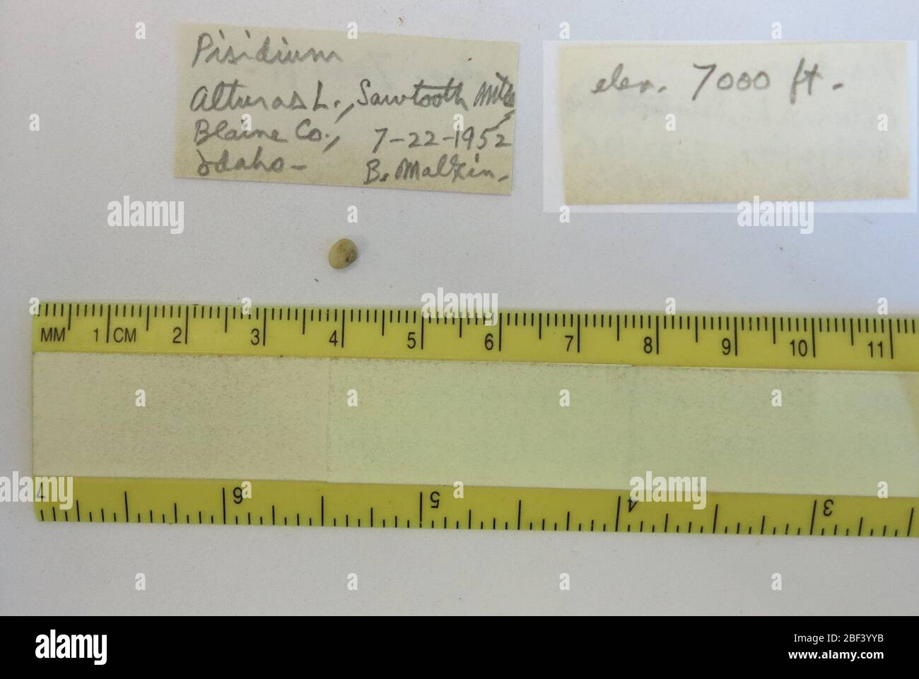 Pisidium sp hi-res stock photography and images - Alamy