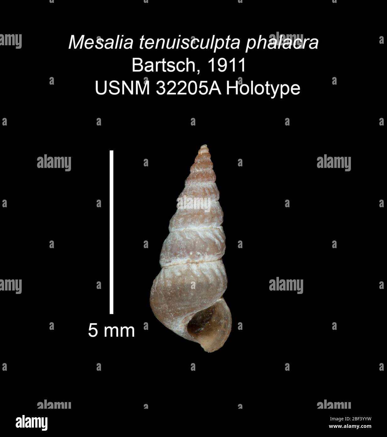 Alabina tenuisculpta phalacra. 20 Mar 20171 Stock Photo - Alamy