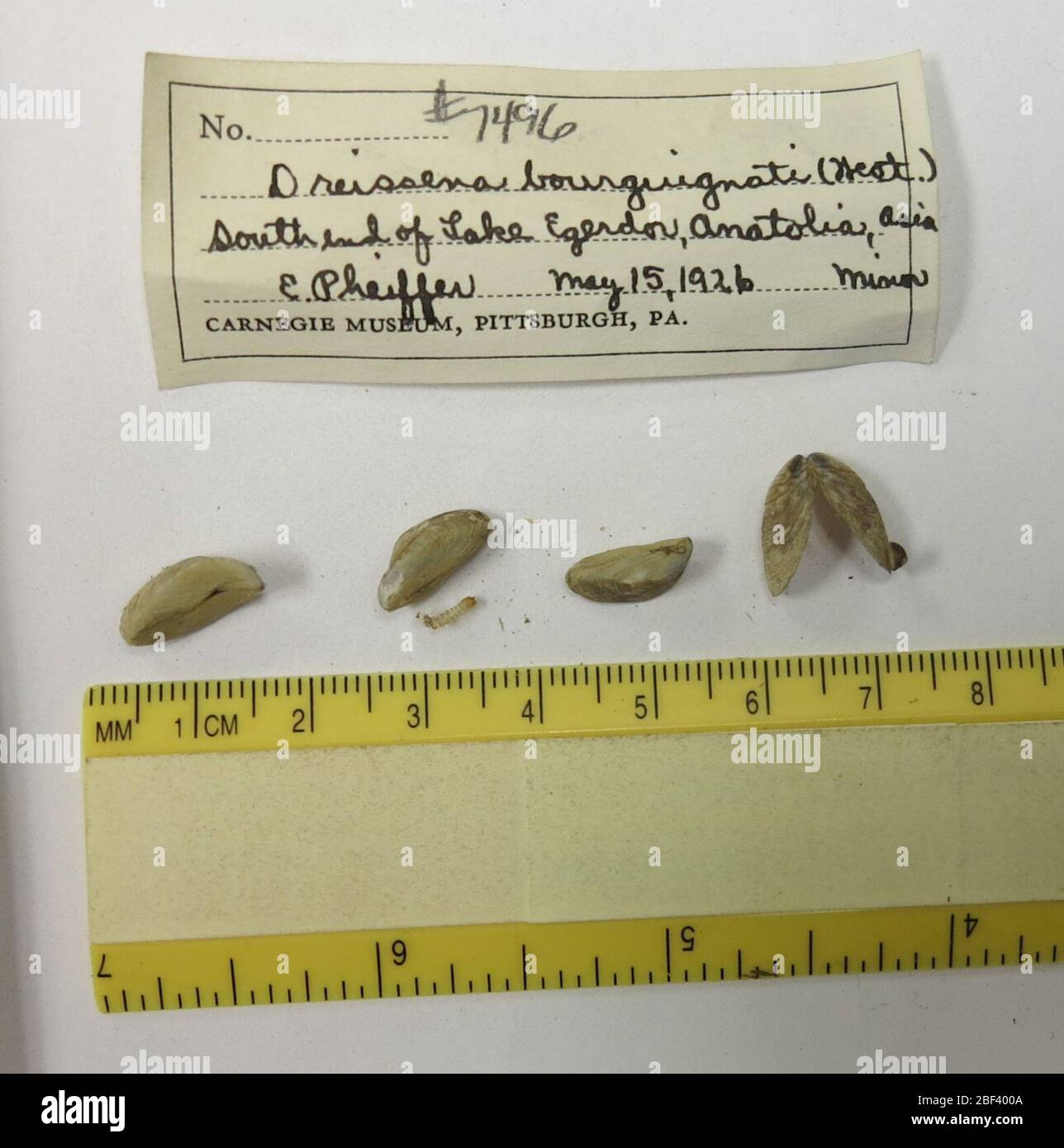 Dreissena hi-res stock photography and images - Alamy