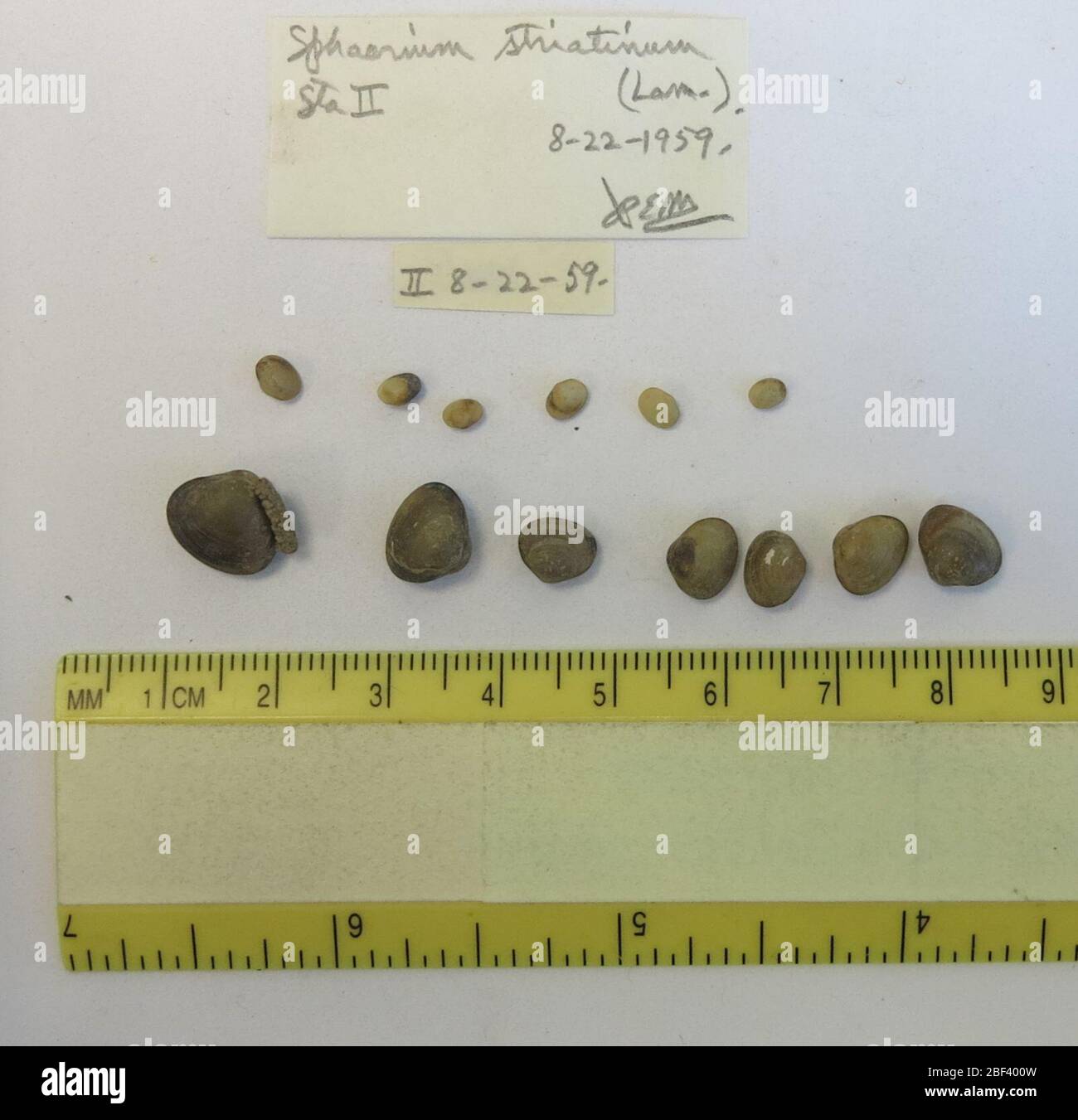 Sphaerium hi-res stock photography and images - Alamy