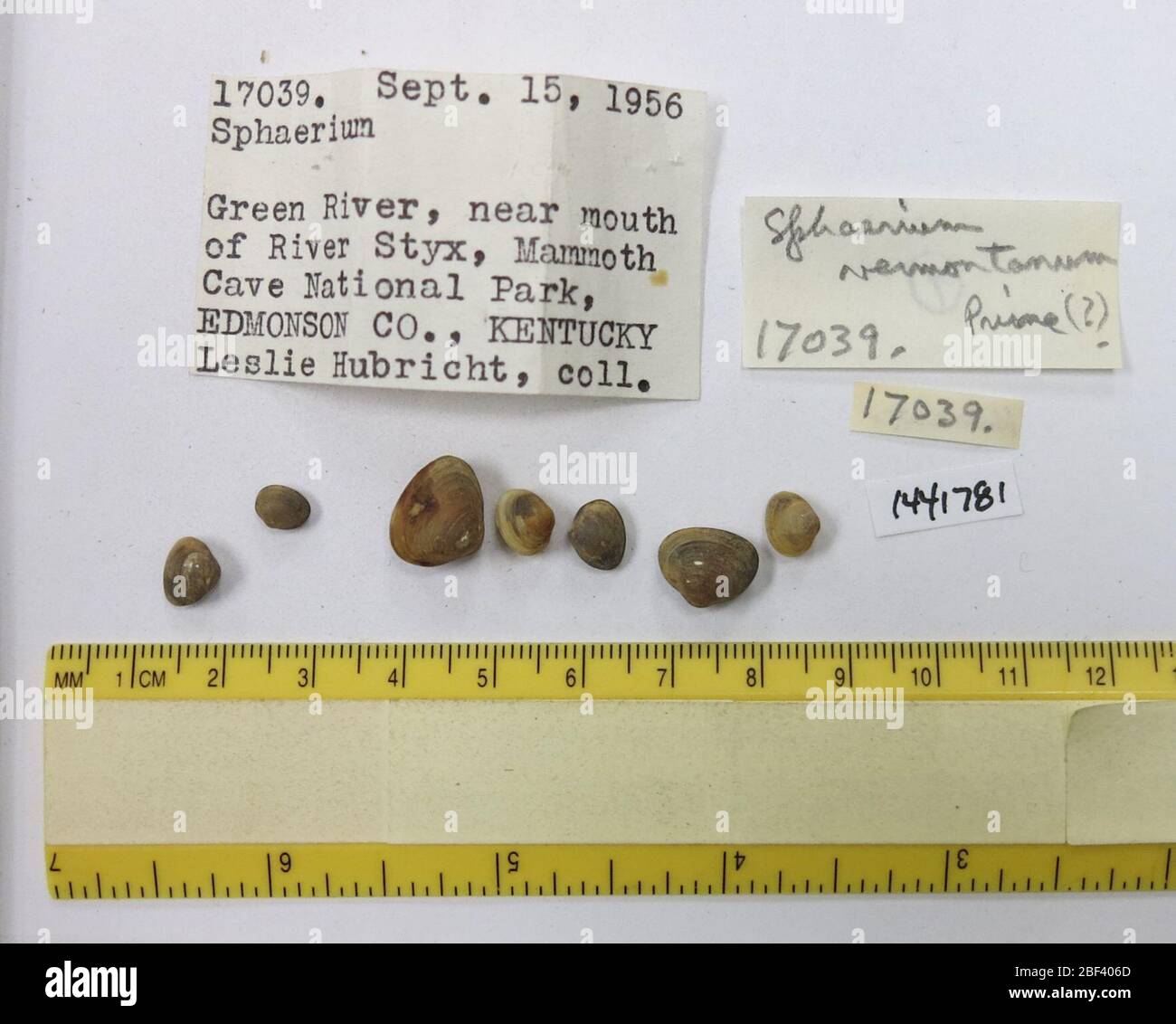 Sphaerium sp hi-res stock photography and images - Alamy