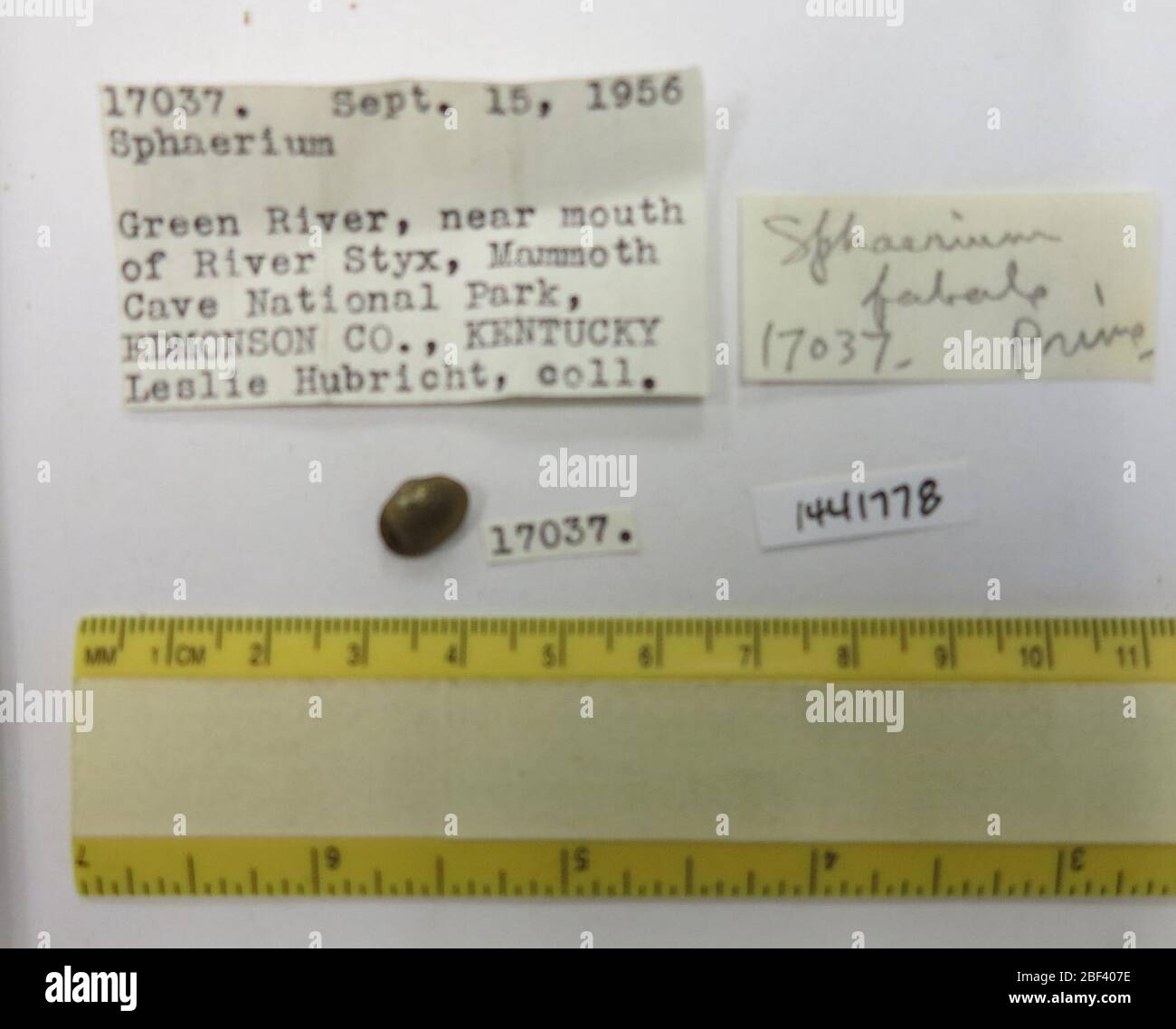 Sphaerium fabale hi-res stock photography and images - Alamy