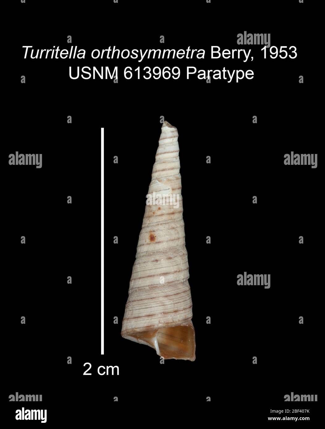 Turritella hi-res stock photography and images - Alamy