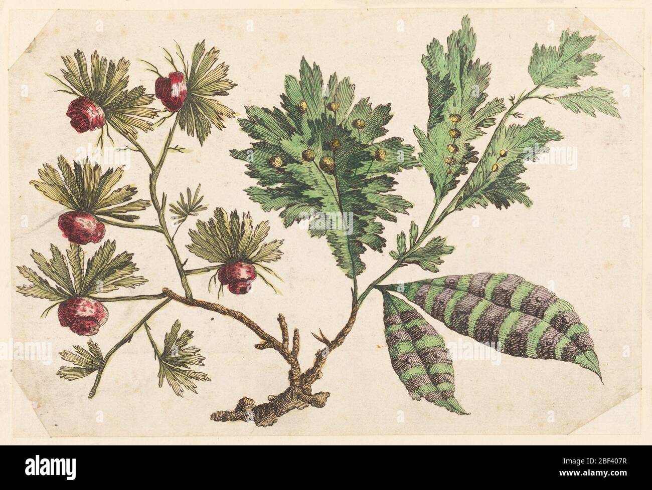 Flower Bough from Recueil de Fleurs Chinois Stock Photo - Alamy