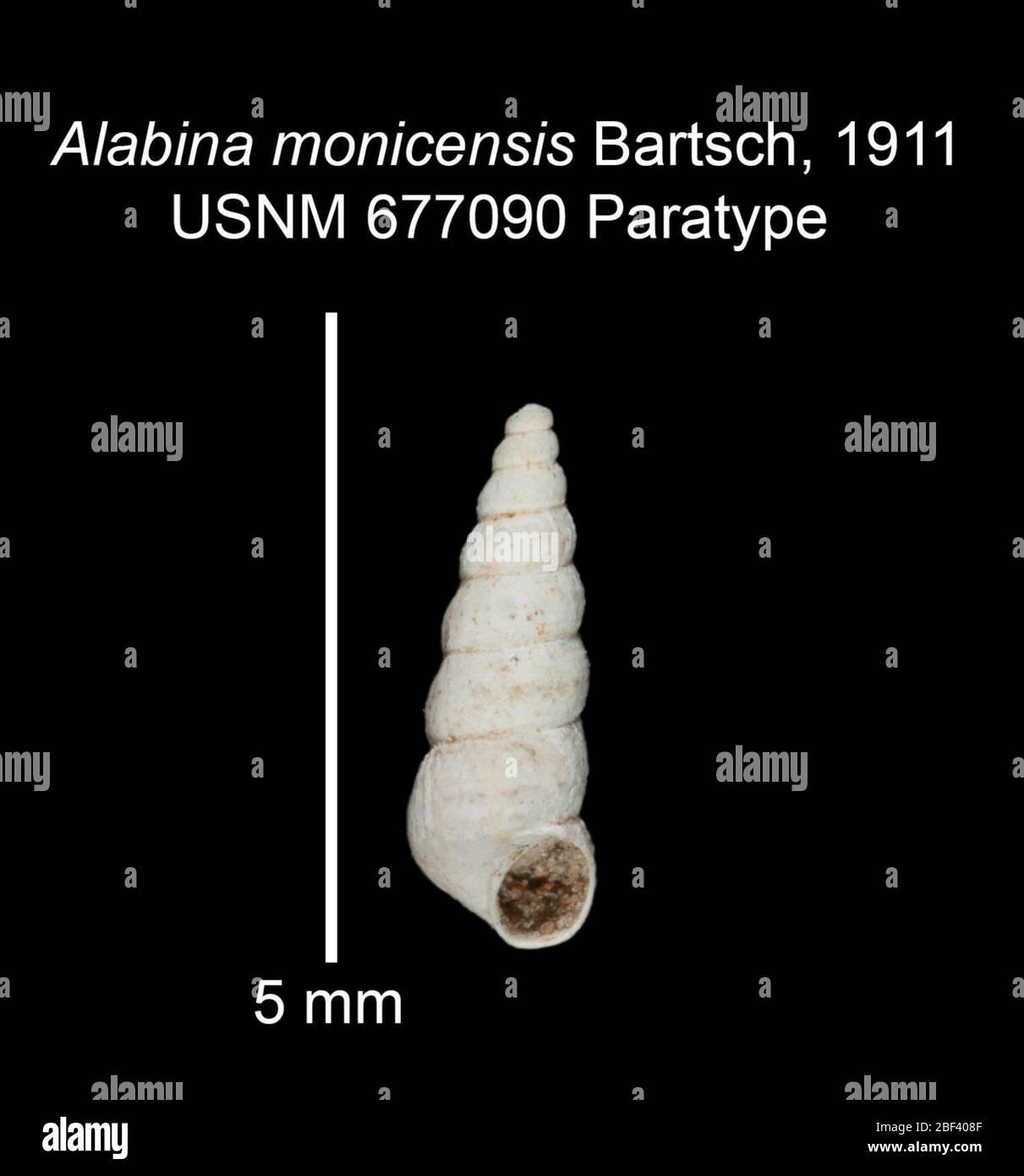 Recorded botany hi-res stock photography and images - Alamy