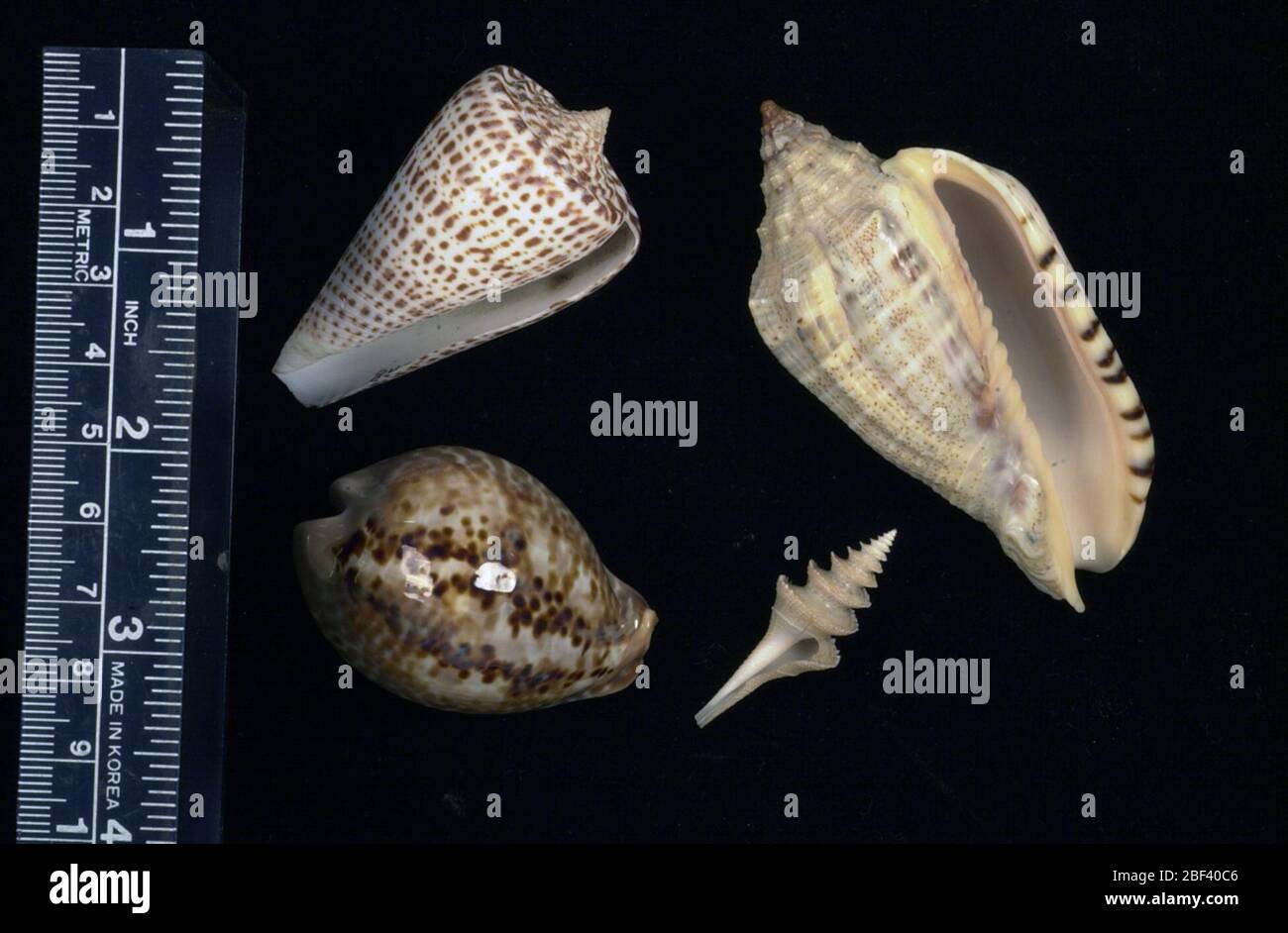Voluta shell hi-res stock photography and images - Alamy