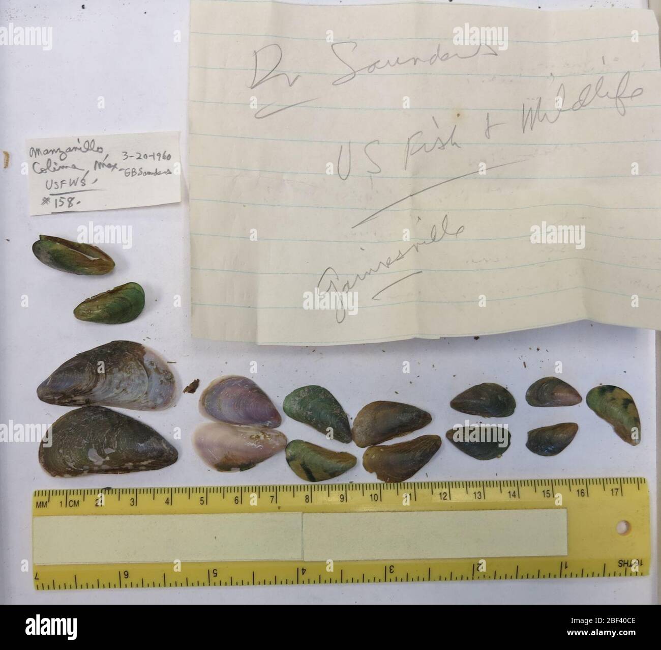 Mytella strigata. 15 Mar 201717 Stock Photo - Alamy