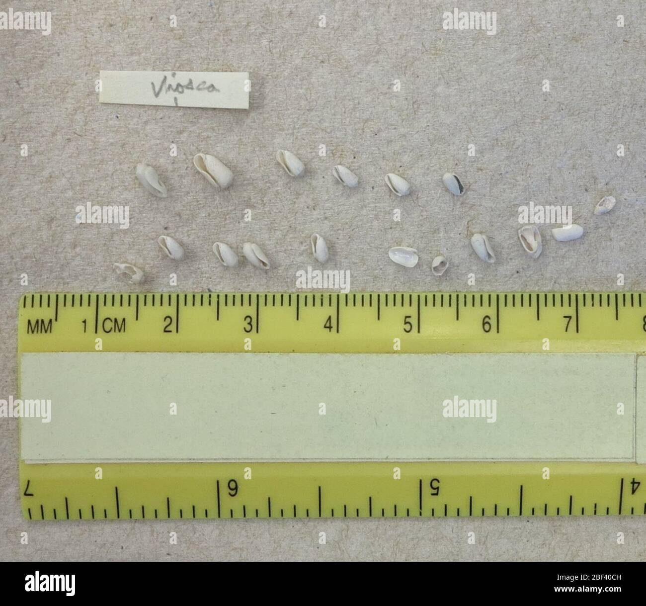 Viosca hi-res stock photography and images - Alamy