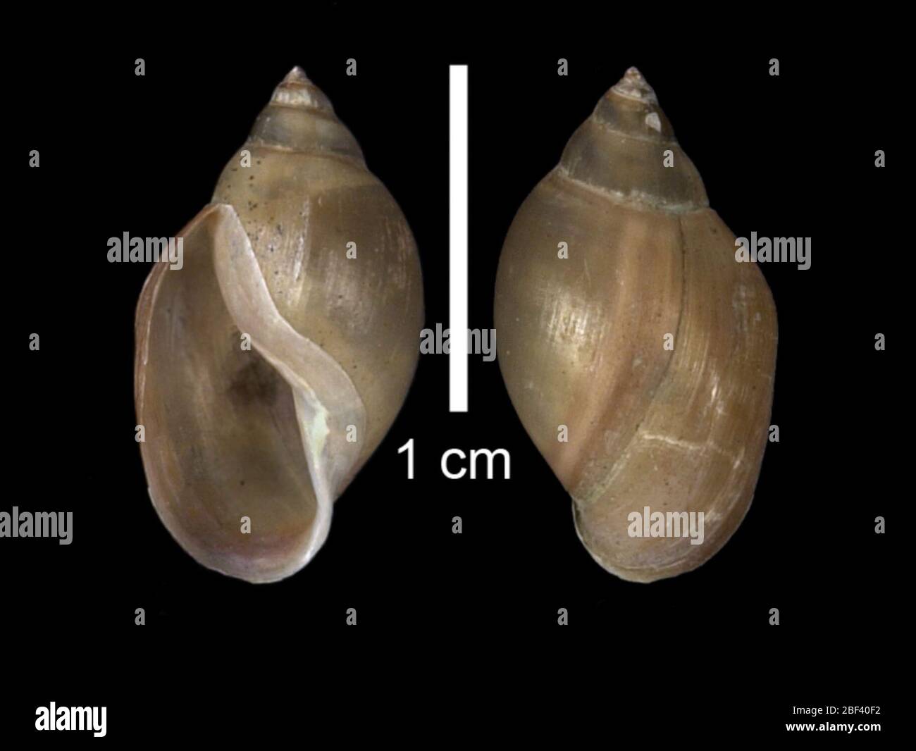 Physa gyrina. 8 Jun 1958; H. Rodeck Coll.22 Jan 202020 Stock Photo - Alamy