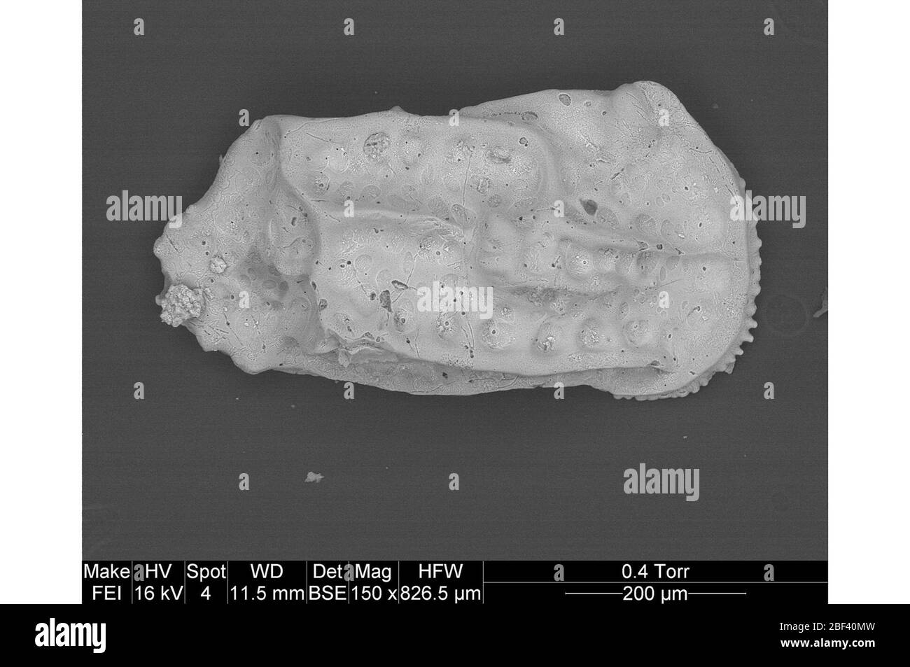 Ostracod hi-res stock photography and images - Alamy