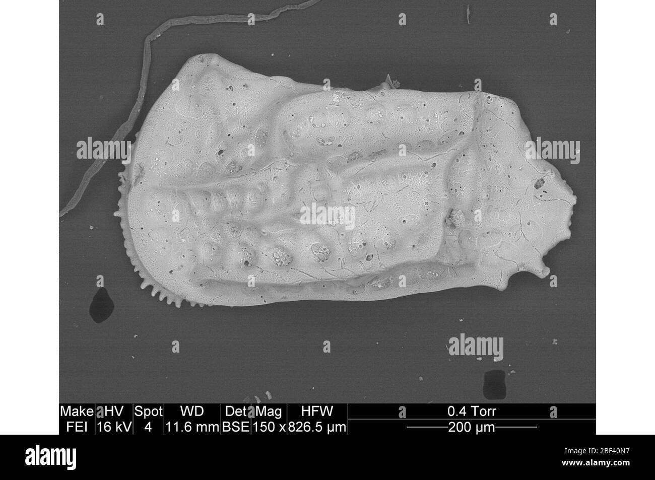 Ostracod hi-res stock photography and images - Alamy