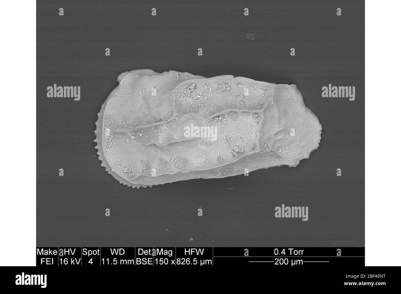 Ostracod hi-res stock photography and images - Alamy