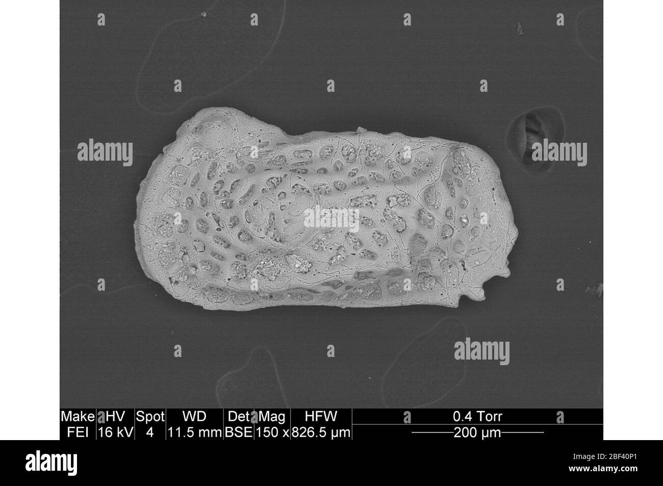 Ostracod High Resolution Stock Photography and Images - Alamy