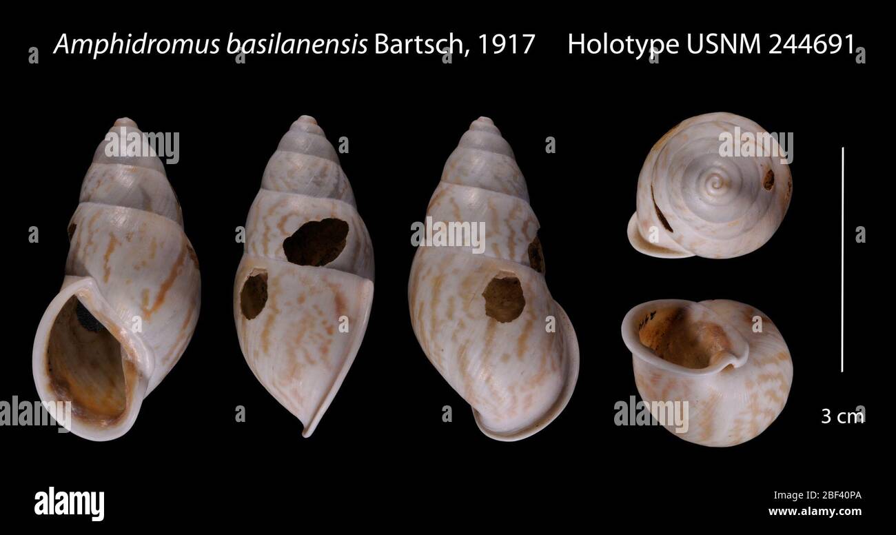 Amphidromus hi-res stock photography and images - Alamy