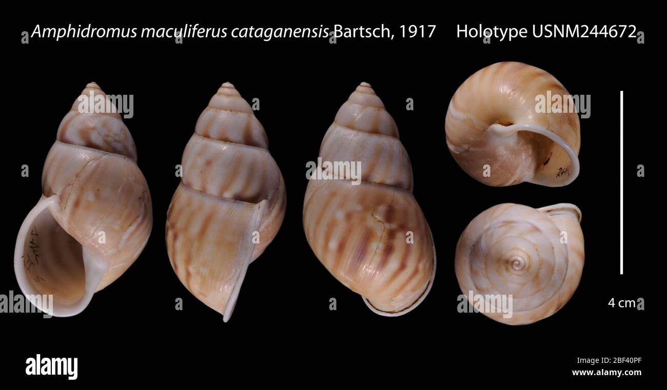 Amphidromus High Resolution Stock Photography and Images - Alamy