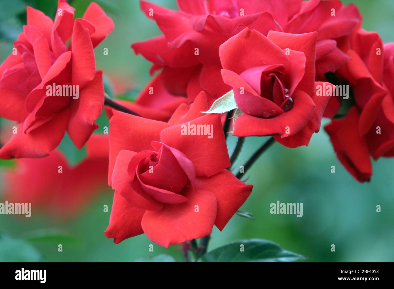 Cluster of red roses hi-res stock photography and images - Alamy