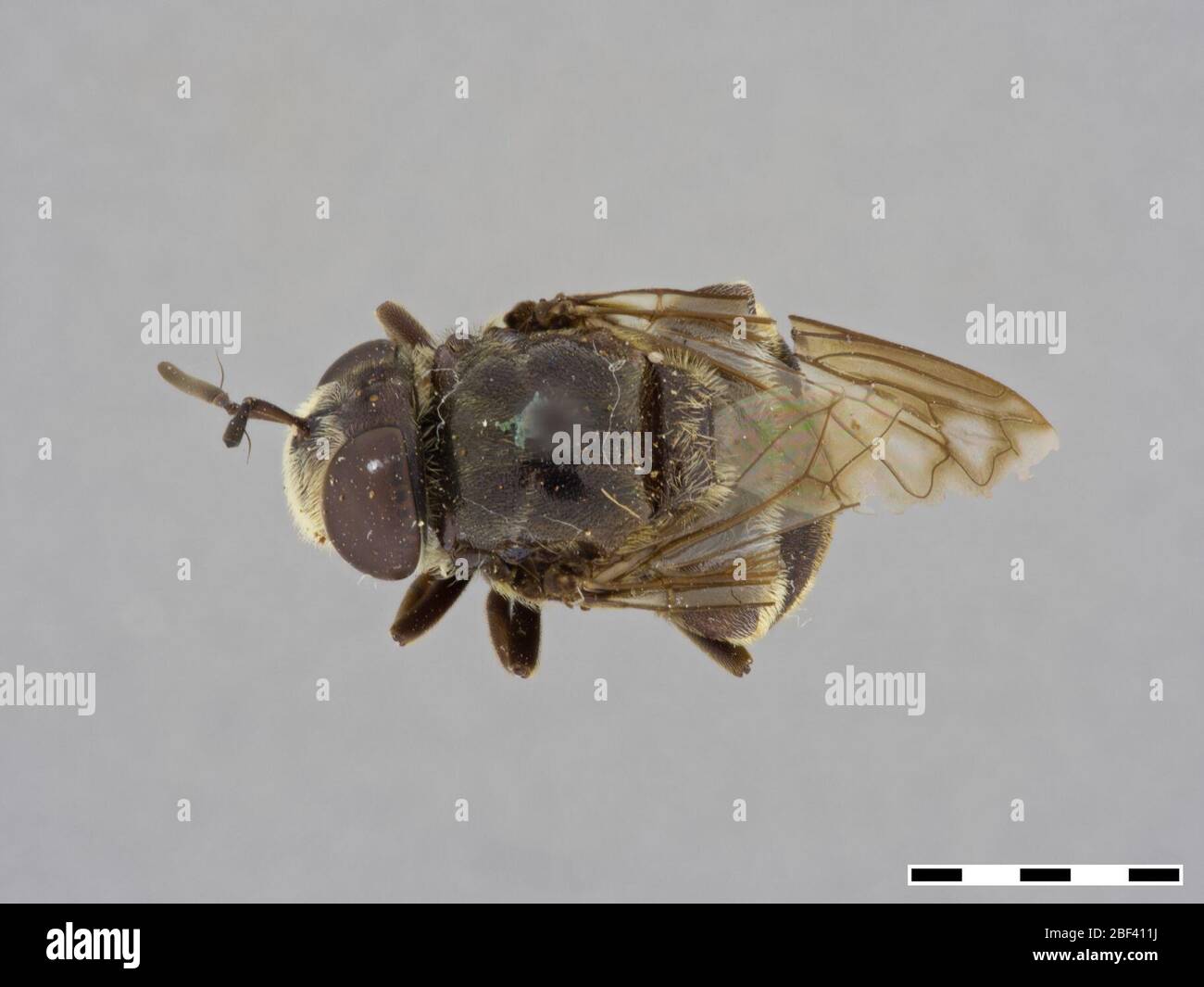 Microdon hi-res stock photography and images - Alamy