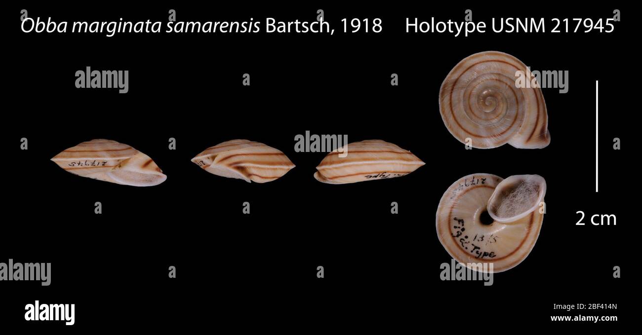 Obba marginata samarensis. 4 Apr 20181 Stock Photo - Alamy