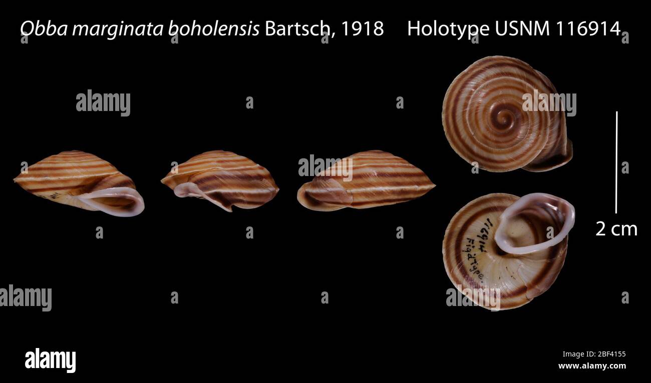 Obba marginata boholensis. 4 Apr 20181 Stock Photo - Alamy