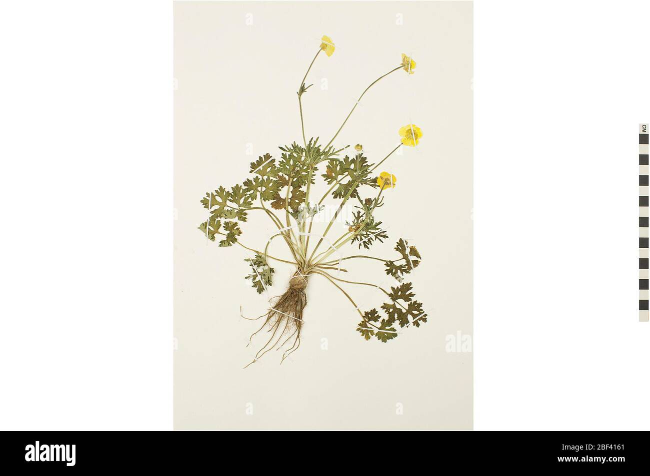 Bulbous Buttercup. This object is part of the Education and Outreach ...