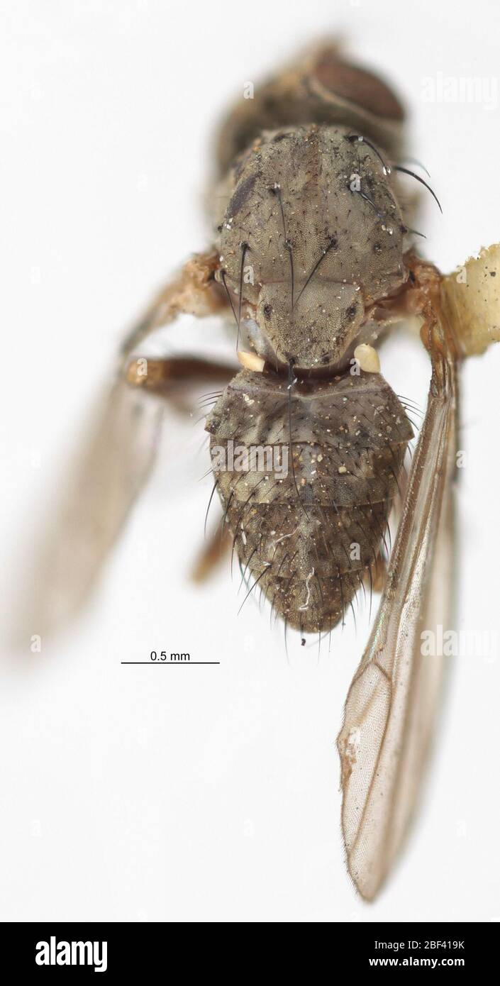 Notiphila pura. 18 Mar 20201 Stock Photo - Alamy