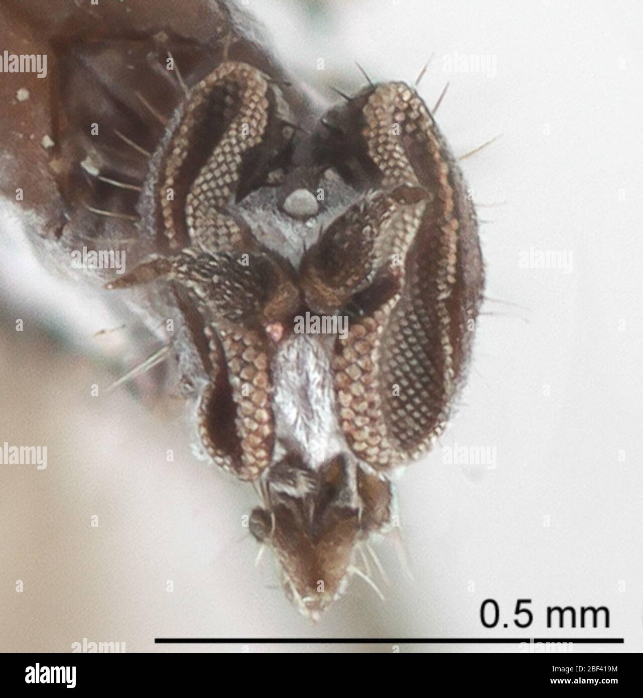 Entomology Types Diptera Types. Lectotype designation: Cummings, Brooks ...
