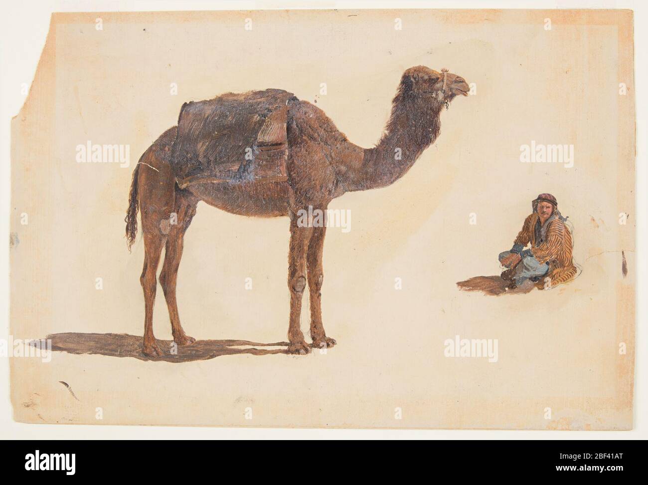 Dromedary shown isolated hi-res stock photography and images - Alamy