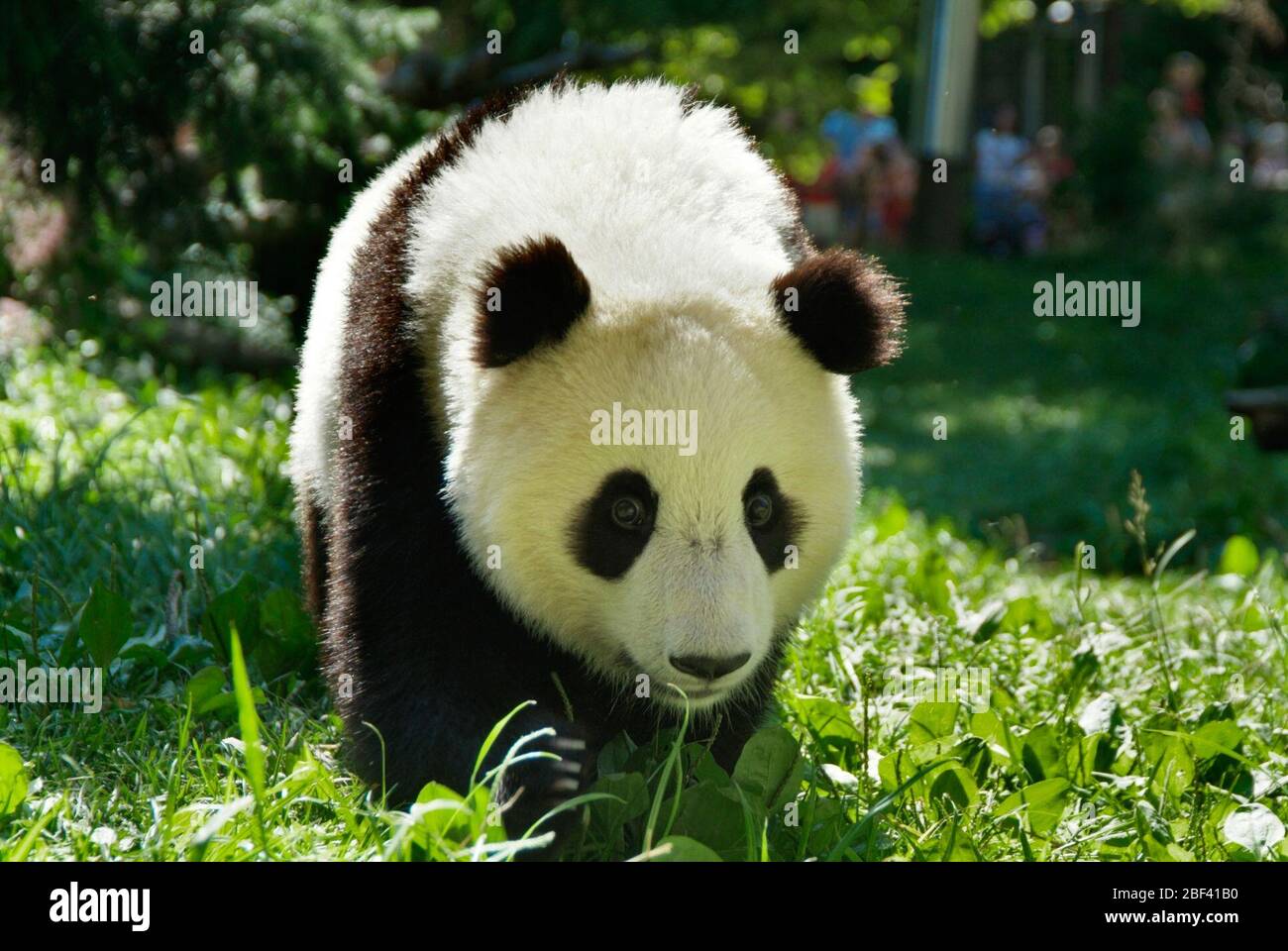 Giant Panda. Tai Shan,Species: melanoleuca,Genus: Ailuropoda,Family ...