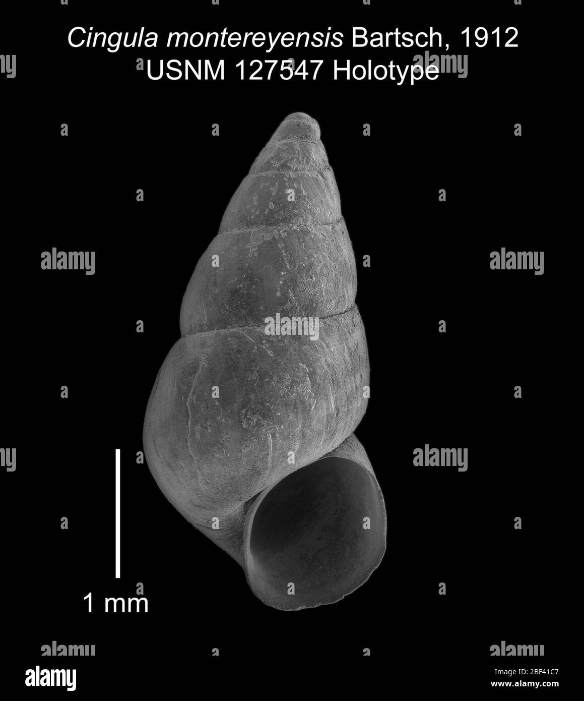 Montereyensis Black and White Stock Photos & Images - Alamy