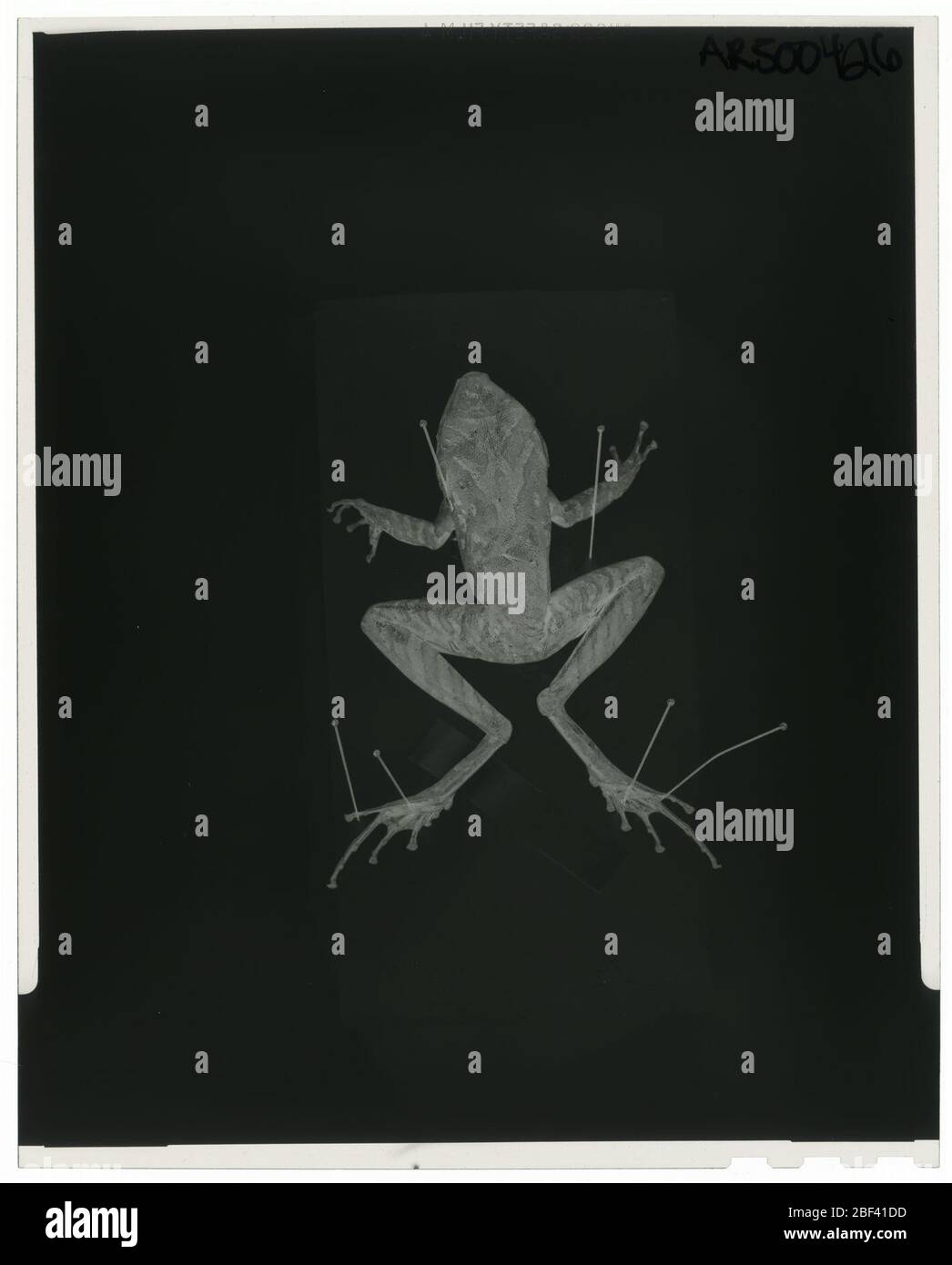 Craugastor longirostris. 2 Oct 20181 Stock Photo - Alamy