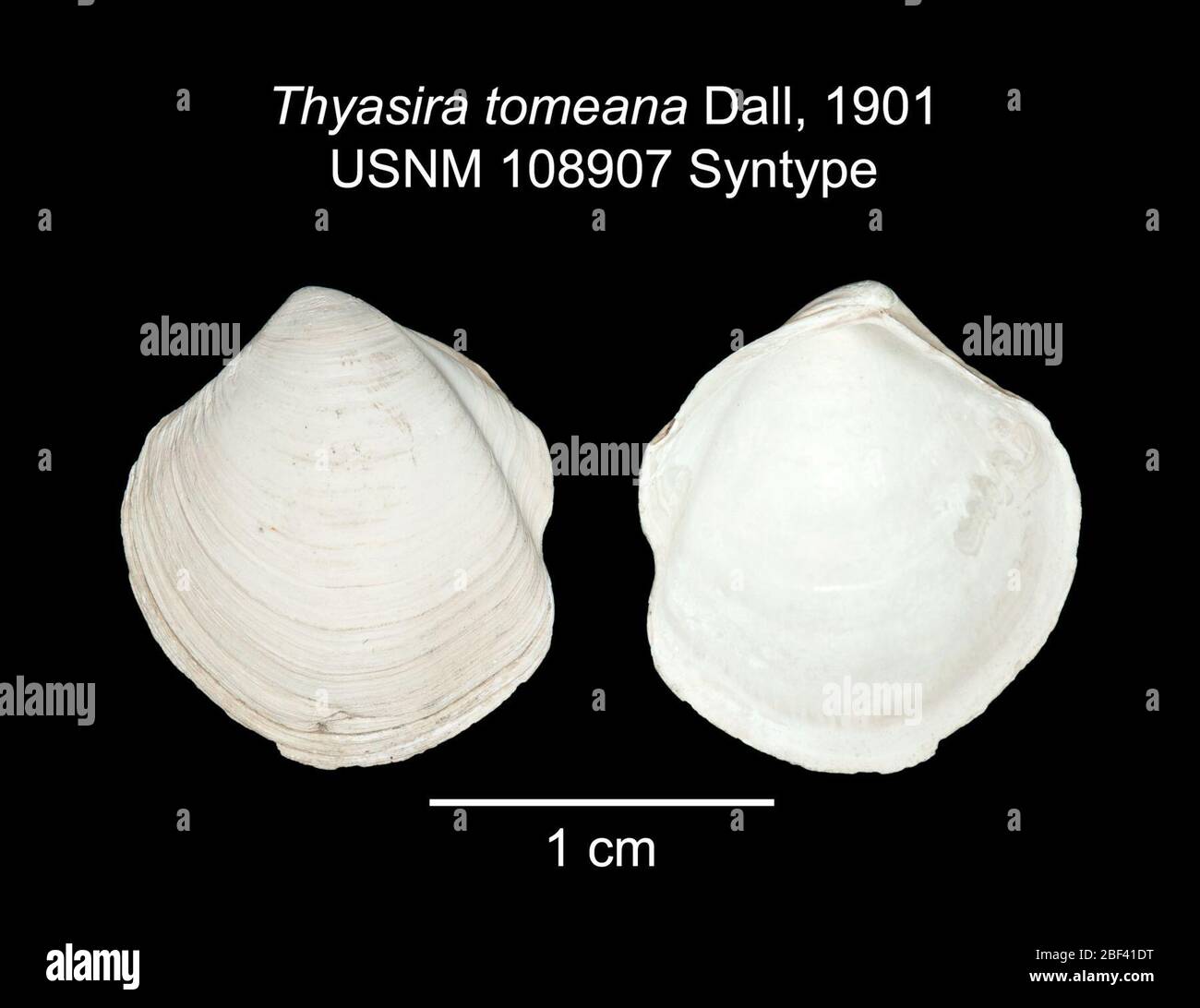 Thyasira hi-res stock photography and images - Alamy