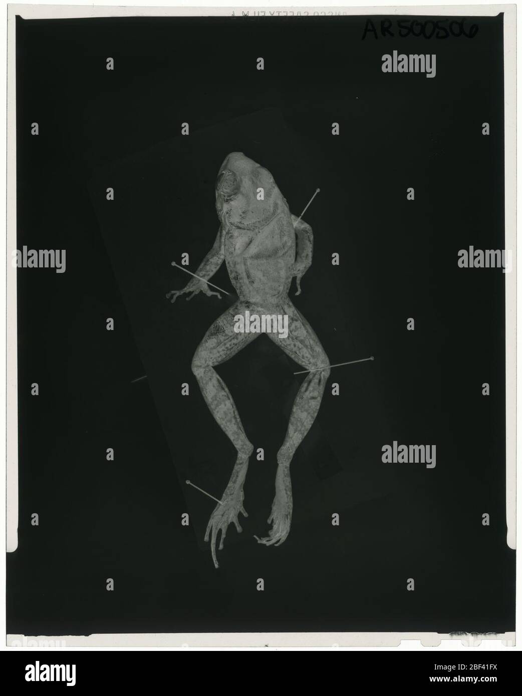 Craugastor raniformis. 2 Oct 20181 Stock Photo - Alamy