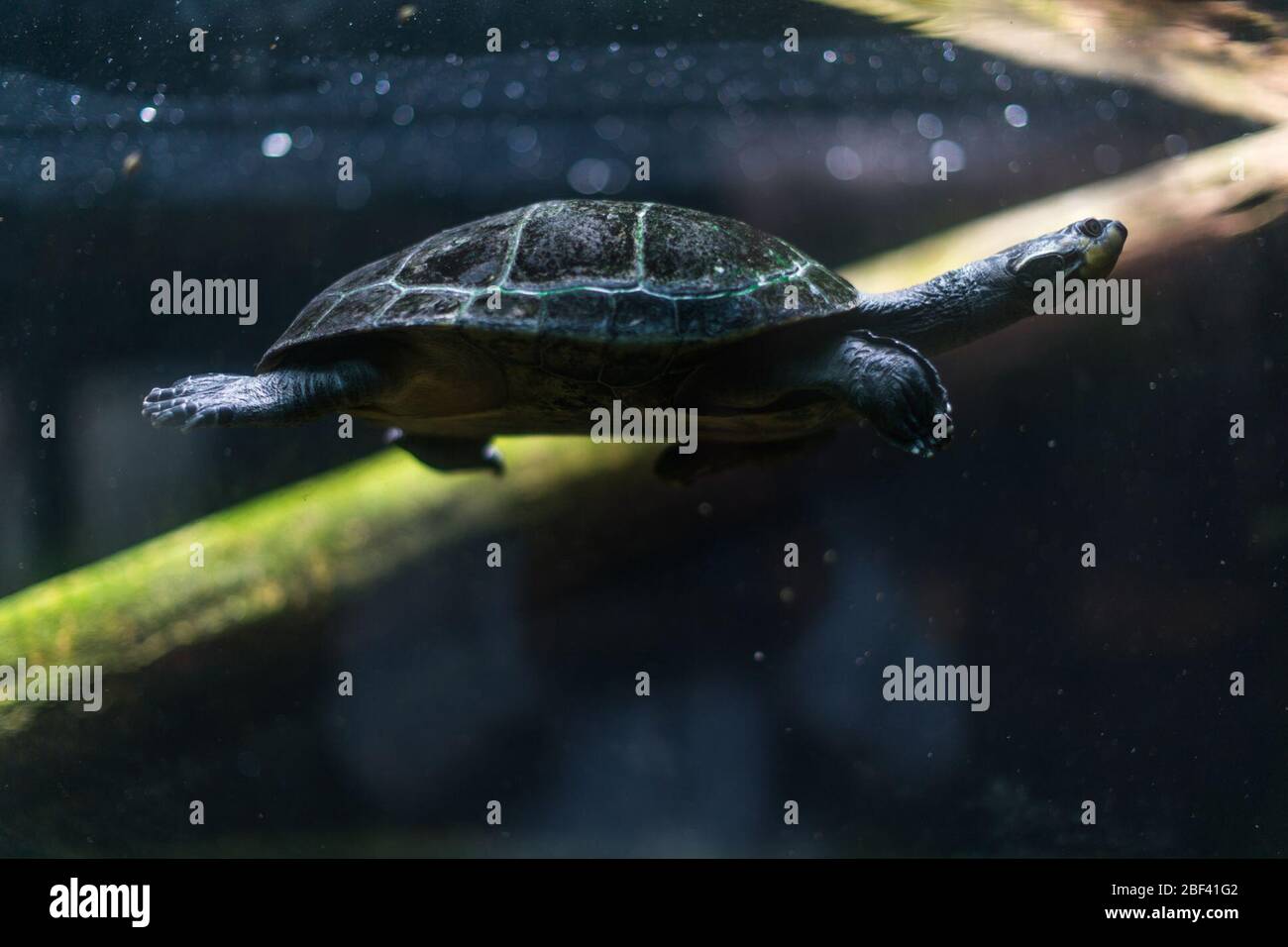 Yellowspotted Amazon River Turtle. Species: unifilis,Genus: Podocnemis ...