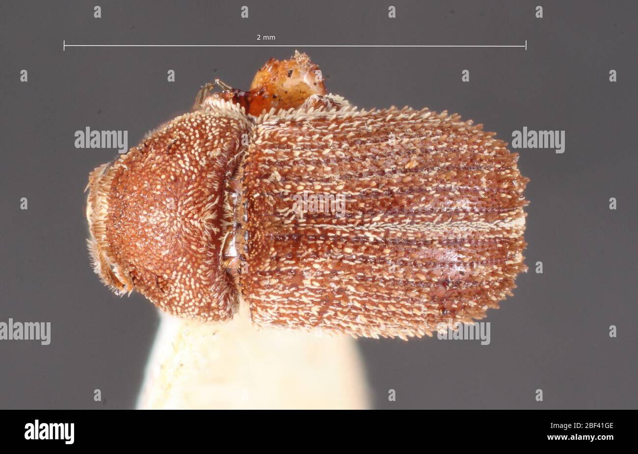 Renocis brunneus. Label: 3989 hopk. u.s.6 Nov 20171 Stock Photo - Alamy