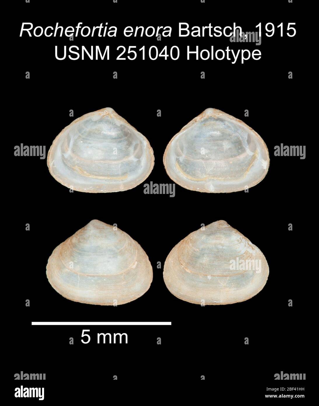 Enora hi-res stock photography and images - Alamy