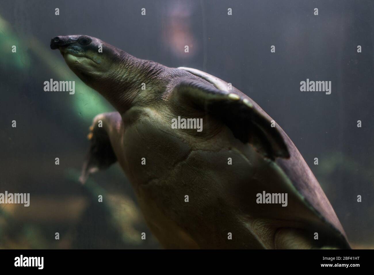 Fly River Turtle. Species: insculpta,Genus: Carettochelys,Family ...