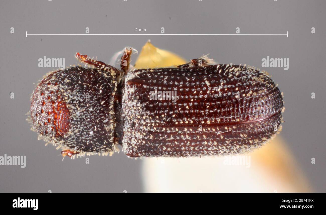 Xylophagus hi-res stock photography and images - Alamy
