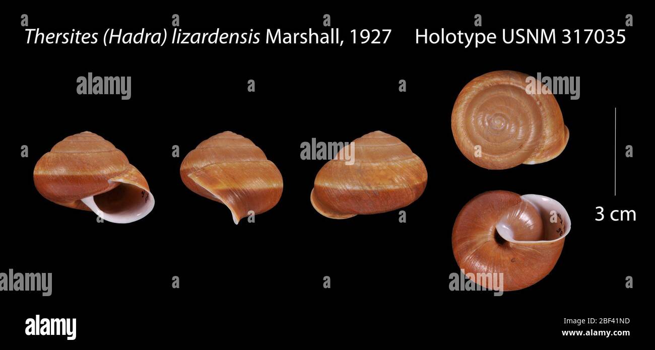 Tenaculum hi-res stock photography and images - Alamy