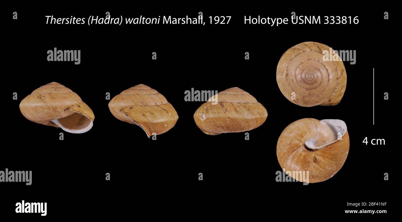 Hadra hi-res stock photography and images - Alamy