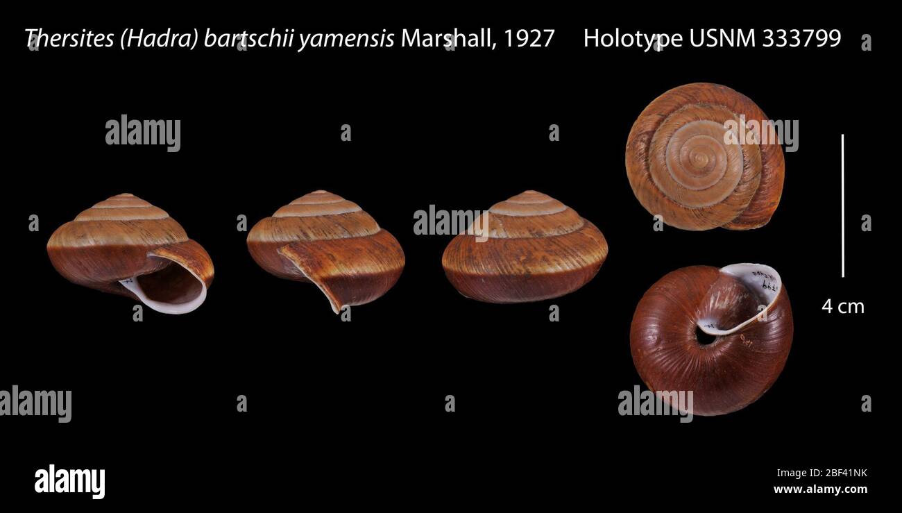 Polymita hi-res stock photography and images - Alamy