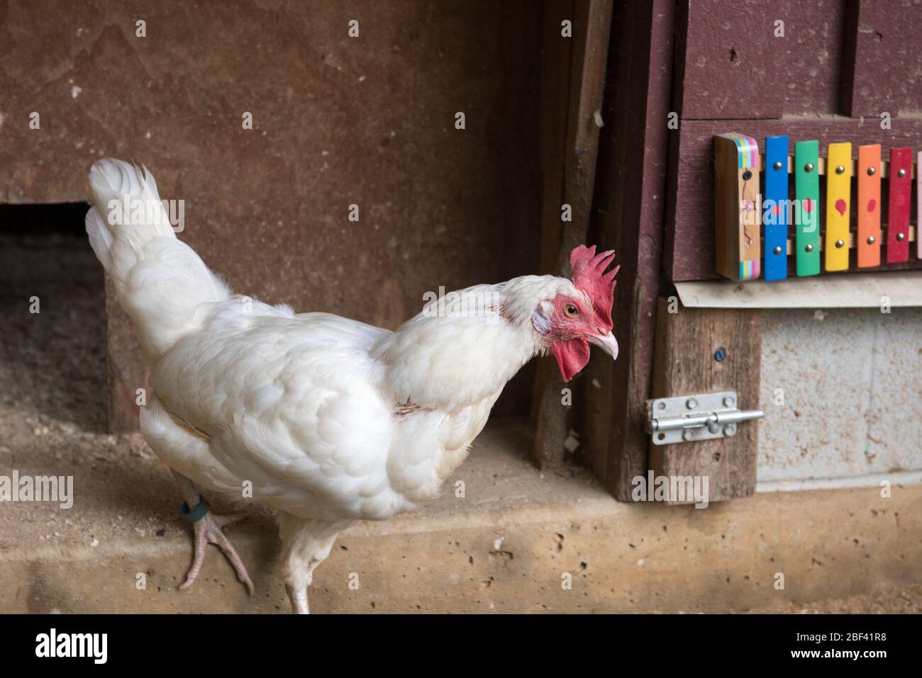 Domestic Chicken. Species: unknown,Genus: unknown,Family: Anatidae ...