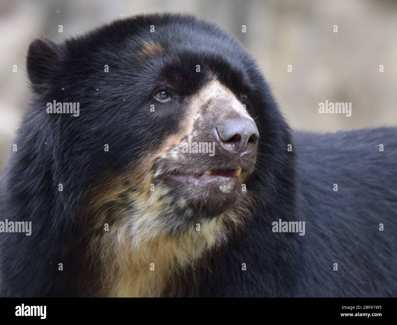 Andean Bear. Species: ornatus,Genus: Tremarctos,Family: Ursidae,Order ...
