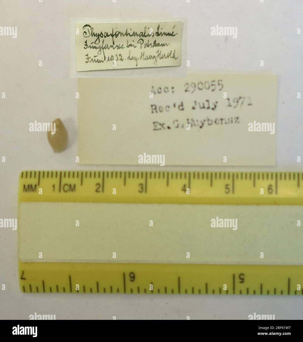 Physa hi-res stock photography and images - Alamy