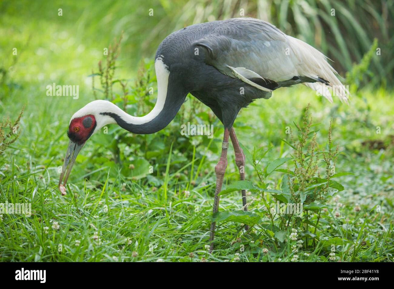 Whitenaped Crane. SCBI,White-naped Crane,Front Royal,Species: vipio ...