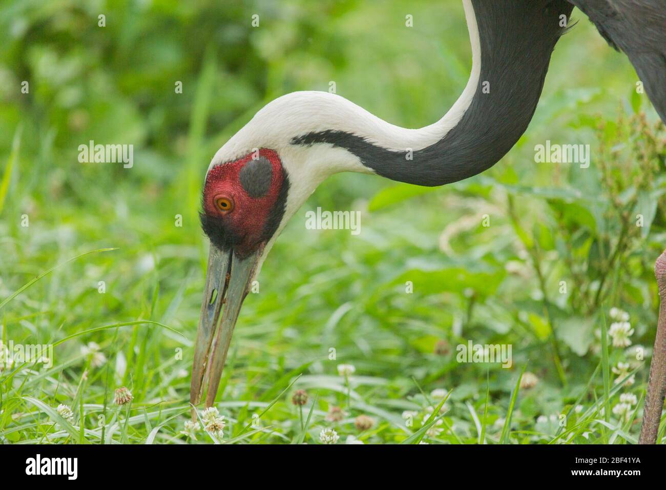 Whitenaped Crane. SCBI,White-naped Crane,Front Royal,Species: vipio ...