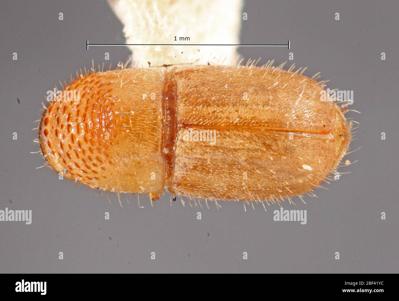 Rotundus hi-res stock photography and images - Alamy