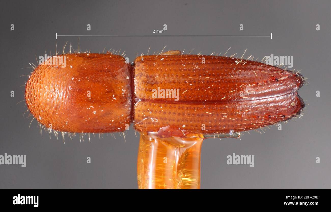 Emarginatus hi-res stock photography and images - Alamy