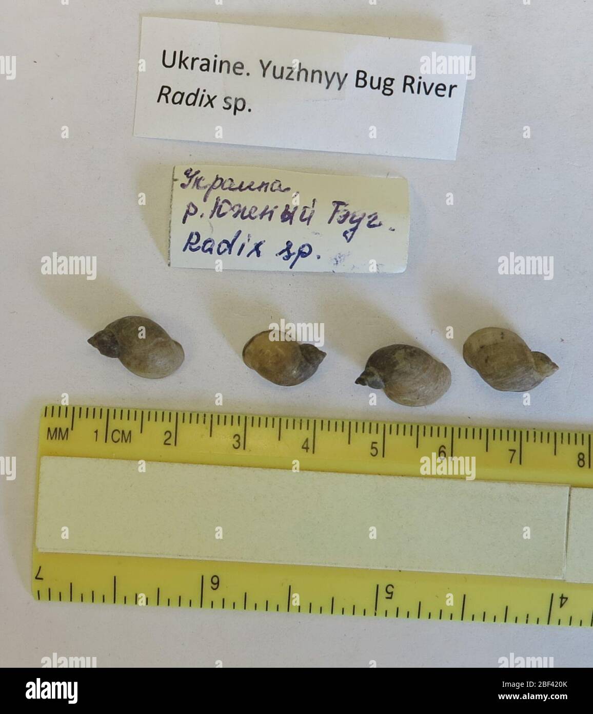 Radix sp. exchange from Central Museum of Natural history, Academy of ...