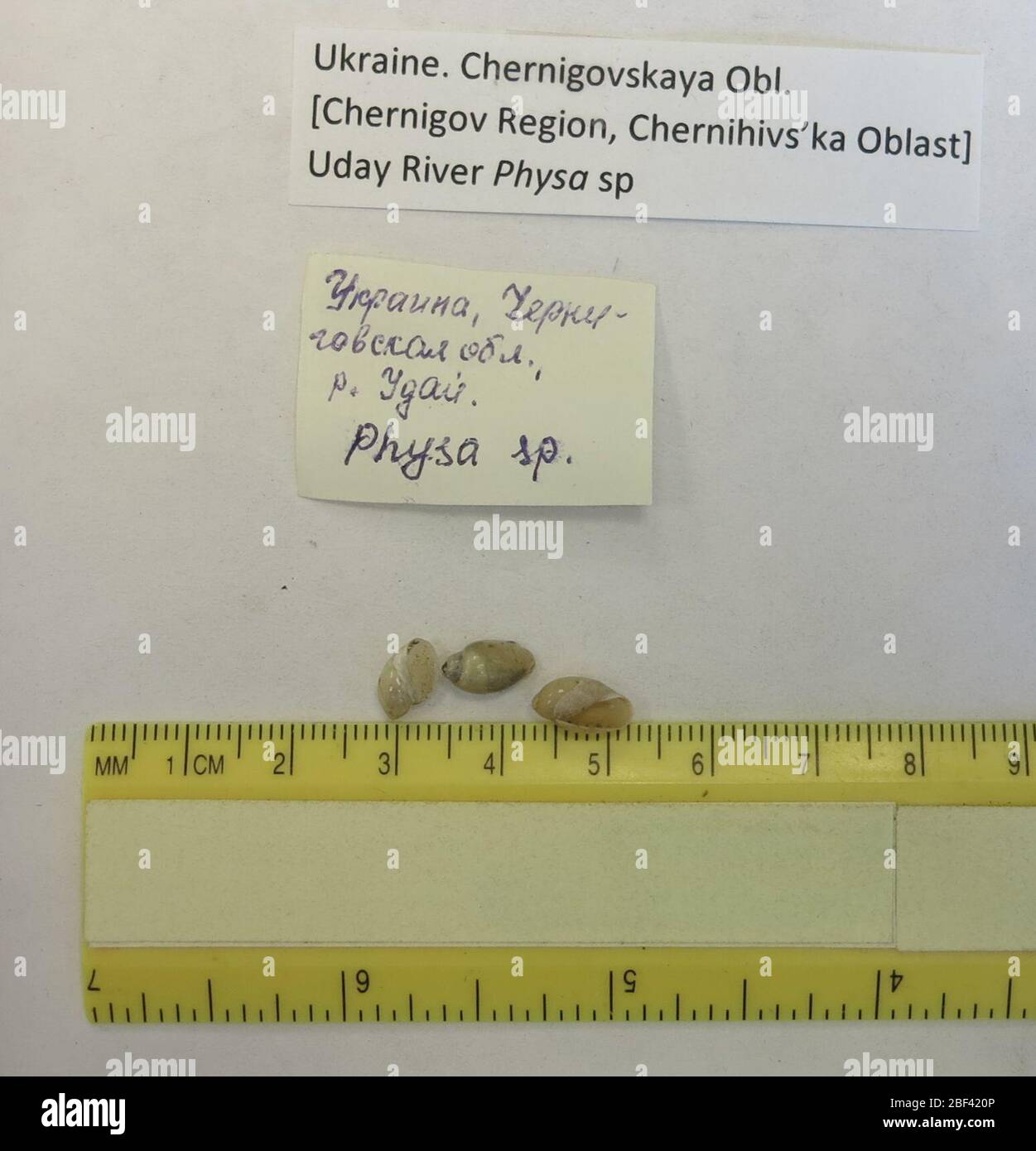 Physa sp. exchange from Central Museum of Natural history, Academy of ...